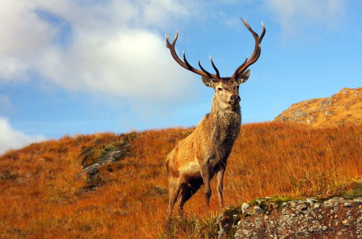 Six great places to walk in a Scottish autumn | Blog - Macs Adventure