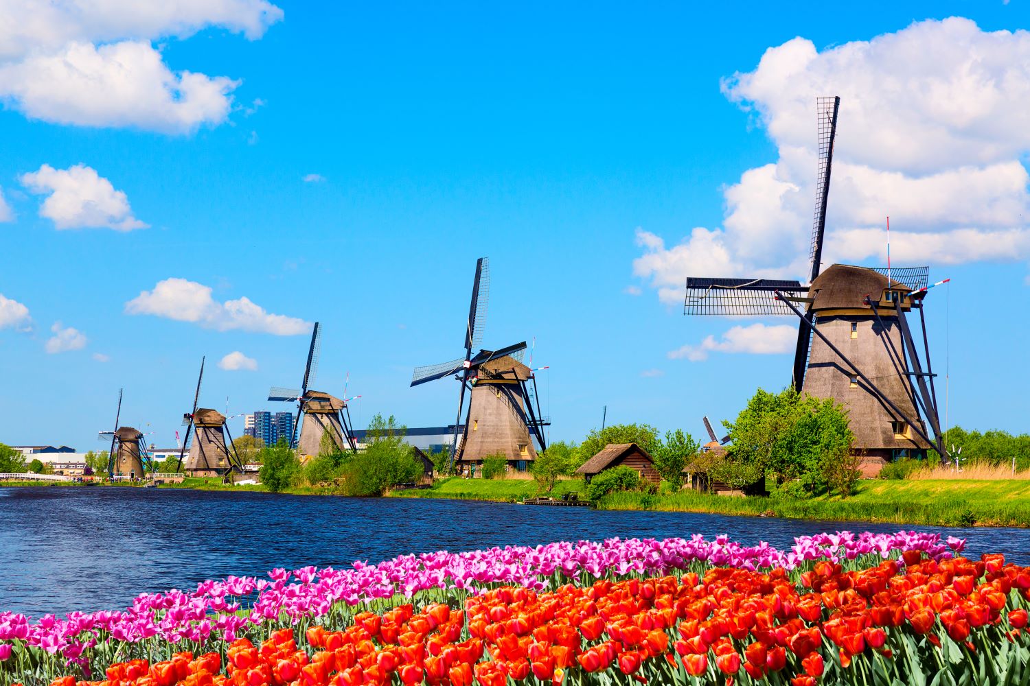 A Local’s Guide to Holland: 11 Things You Need to Know