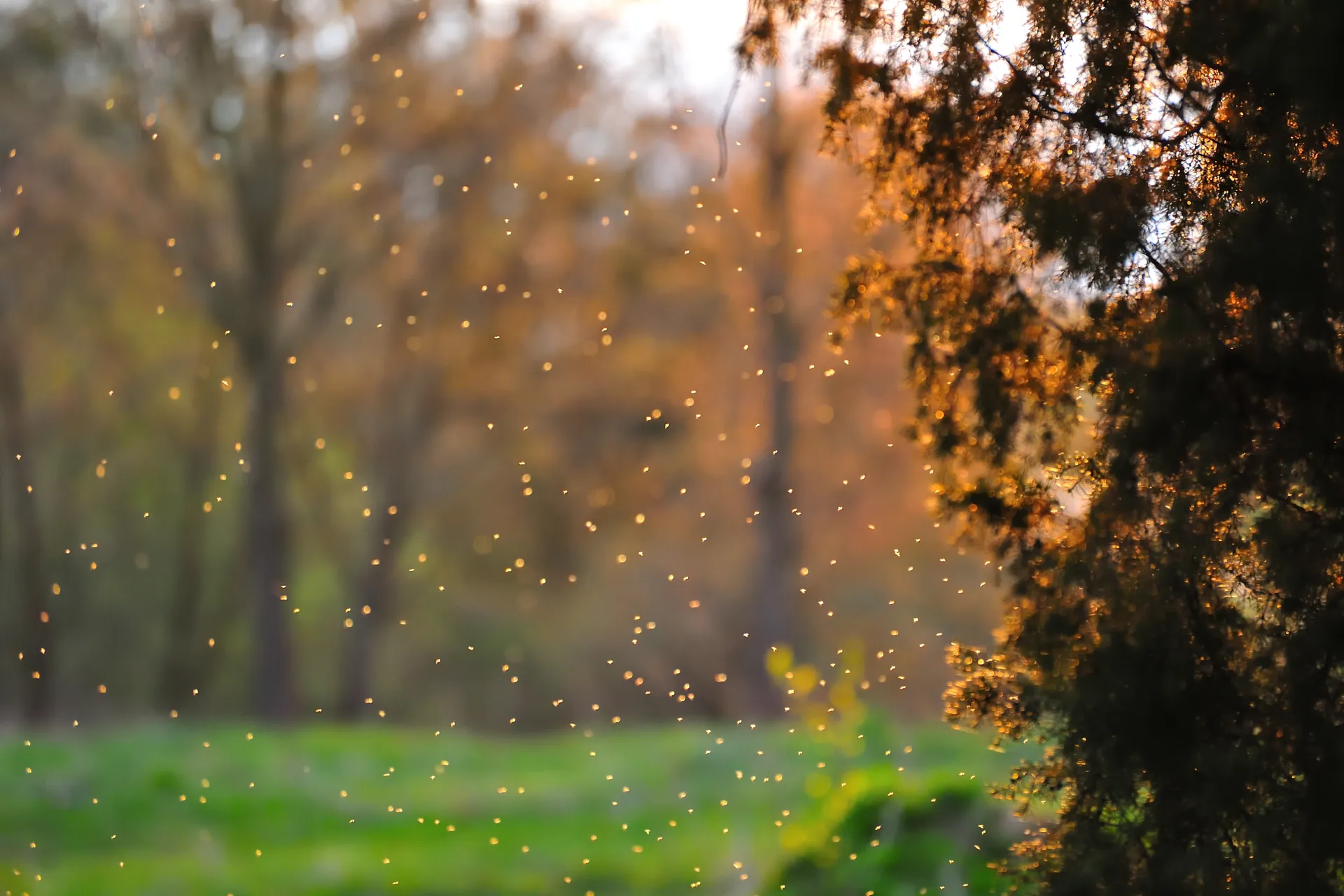 How to get rid of midges in Scotland | Macs Adventure