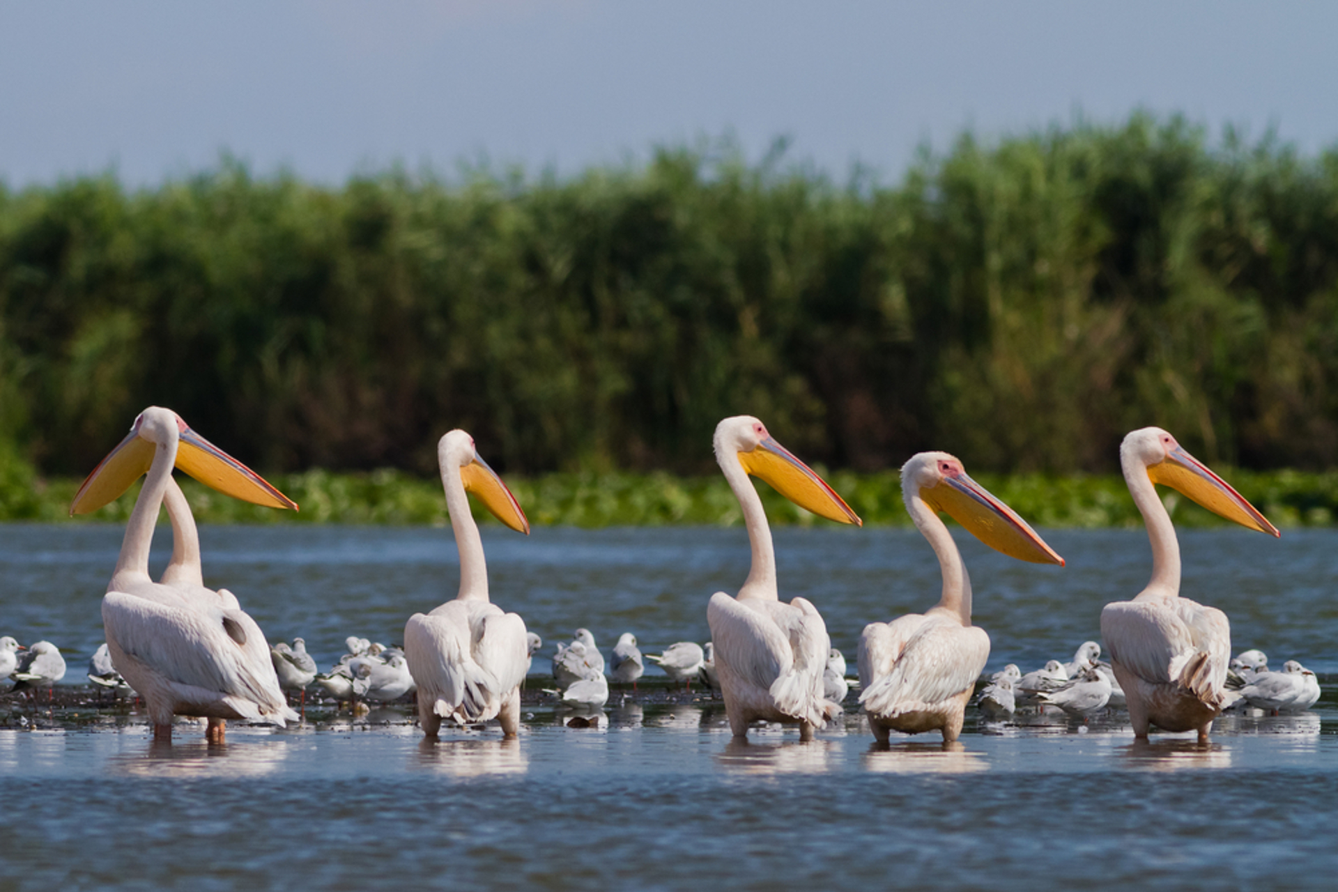 Adventure of the Week: Romania's Danube Delta by Bike & Boat