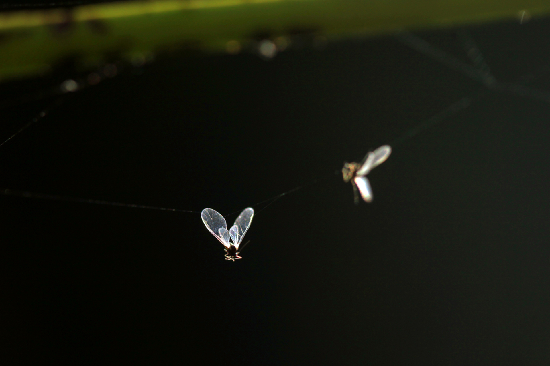 How to get rid of midges in Scotland: Best repellent and protection