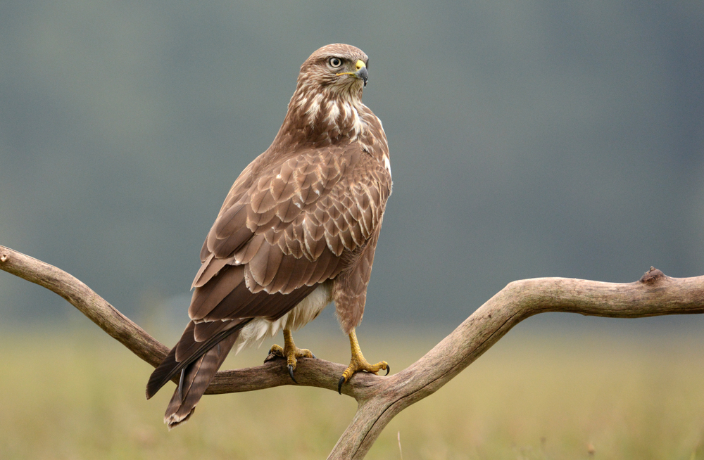 The Unofficial National Bird of Scotland - The Golden Eagle