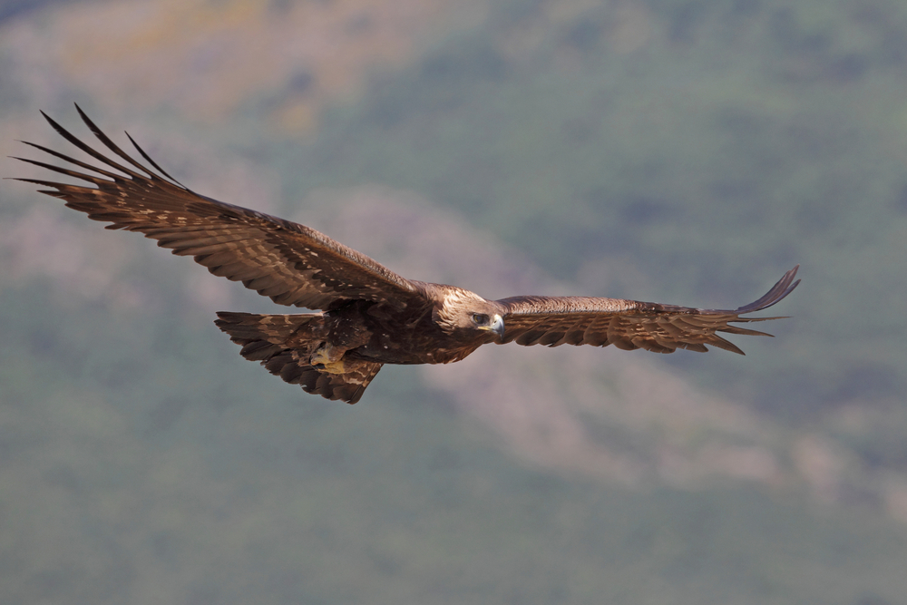 The Unofficial National Bird of Scotland - The Golden Eagle